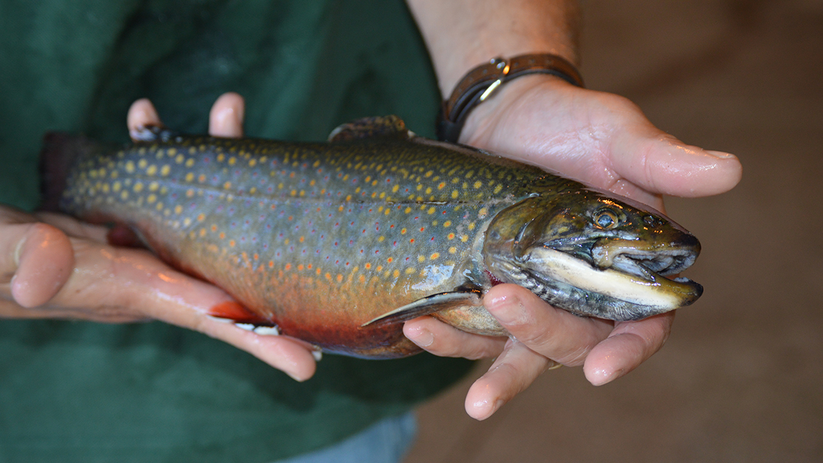 Marquette State Fish Hatchery | Michigan