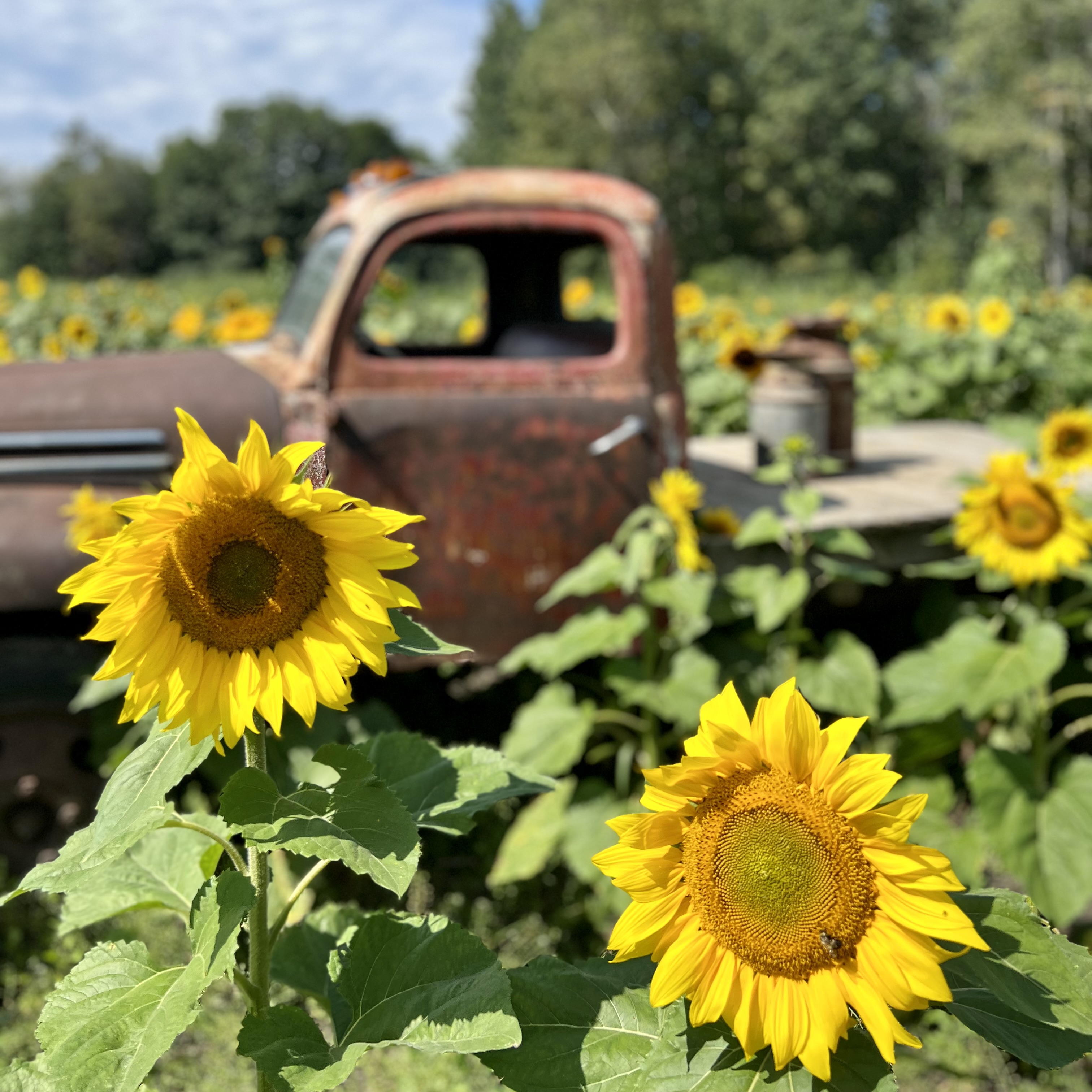 Ankley Family Farm Stand | Michigan