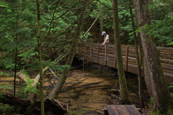 McCune Nature Preserve | Michigan