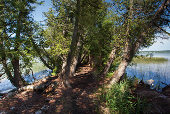 Oden Island Nature Preserve | Michigan