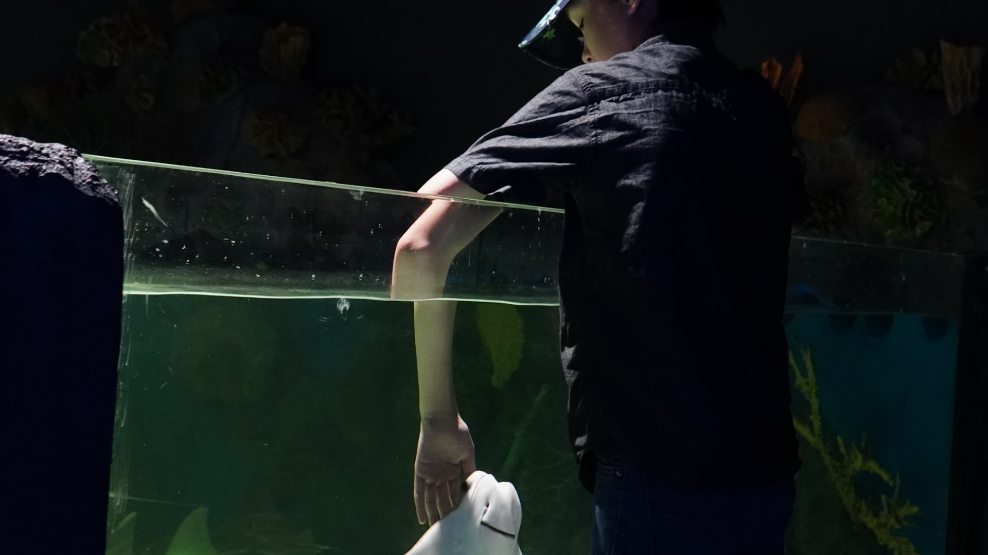 LegaSea Aquarium & The Reptarium | Michigan