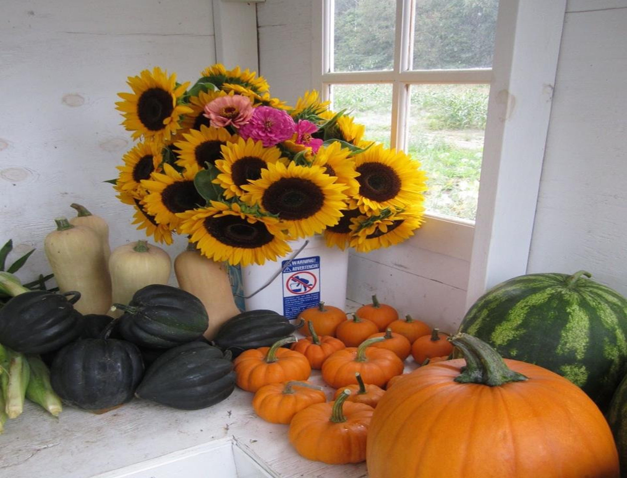 A&A's Little Red Shed Farm Market | Michigan