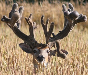 Whitehouse Whitetails | Michigan
