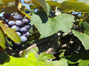 Grapevine Nursery-Farm and Greenhouses | Michigan