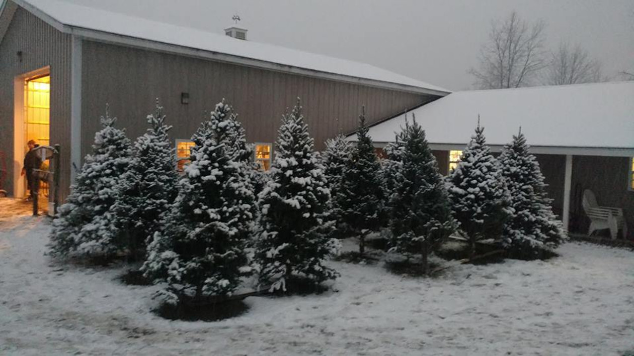 Janke Tree Farm | Michigan