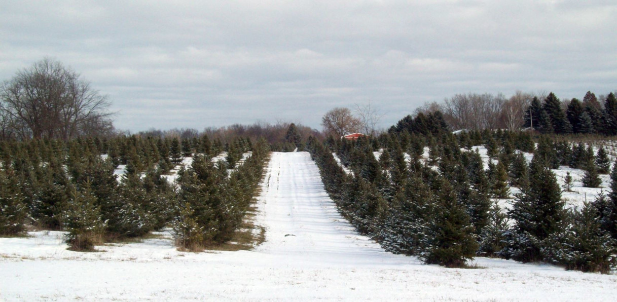 Arend Tree Farms - Grass Lake | Michigan