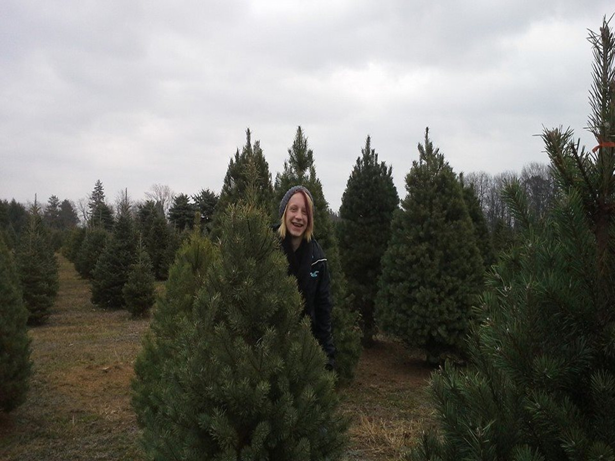 Rocky Top Christmas Tree Farm | Michigan