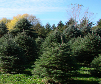 Rattalee Lake Tree Farm | Michigan
