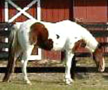 Wild West Ranch | Michigan