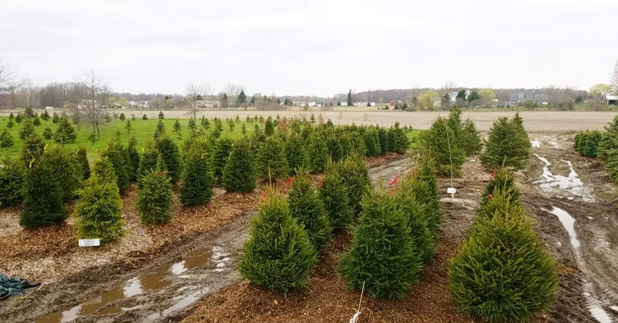 Mayhew's Tree Farm | Michigan