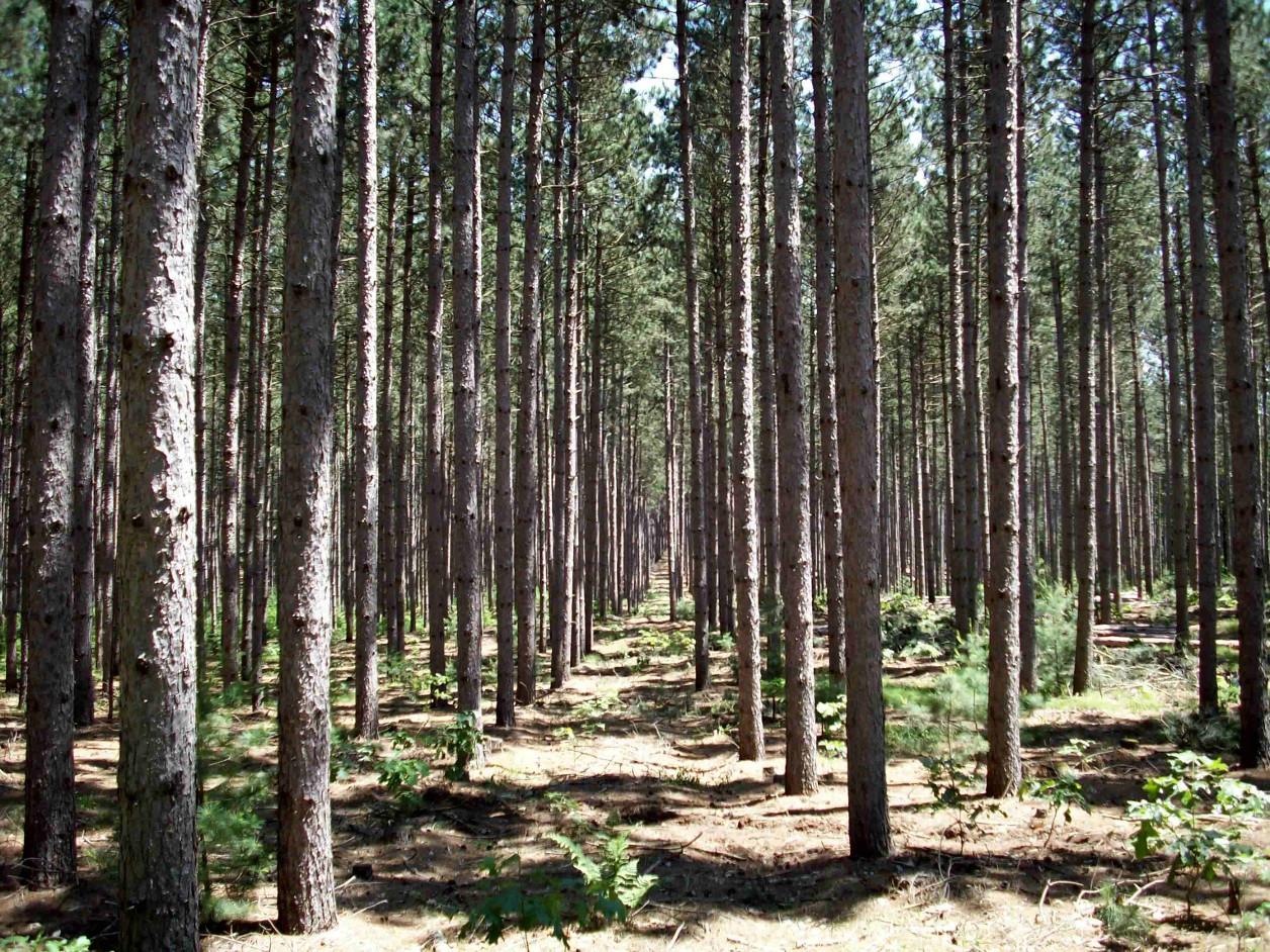 Kimball Pines County Park | Michigan