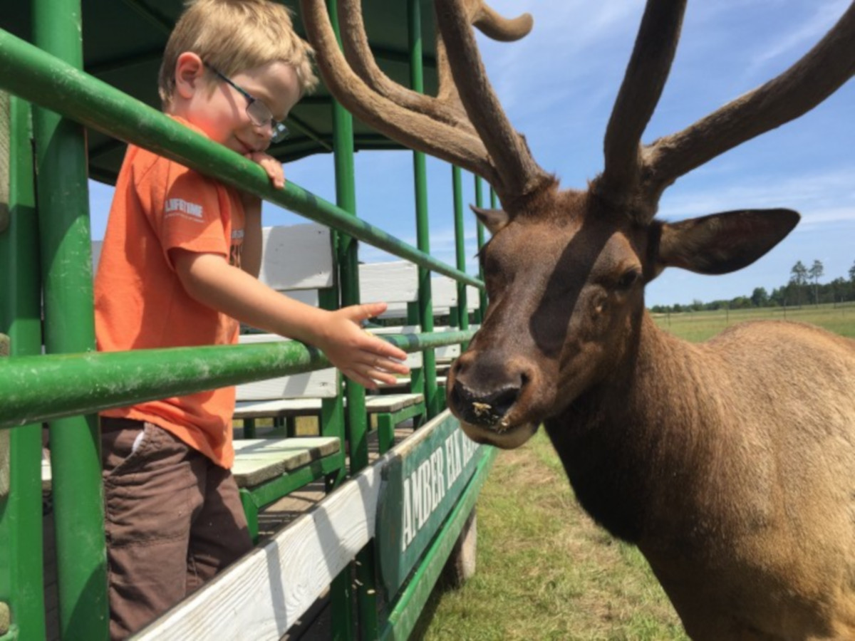 Amber Elk Ranch | Michigan