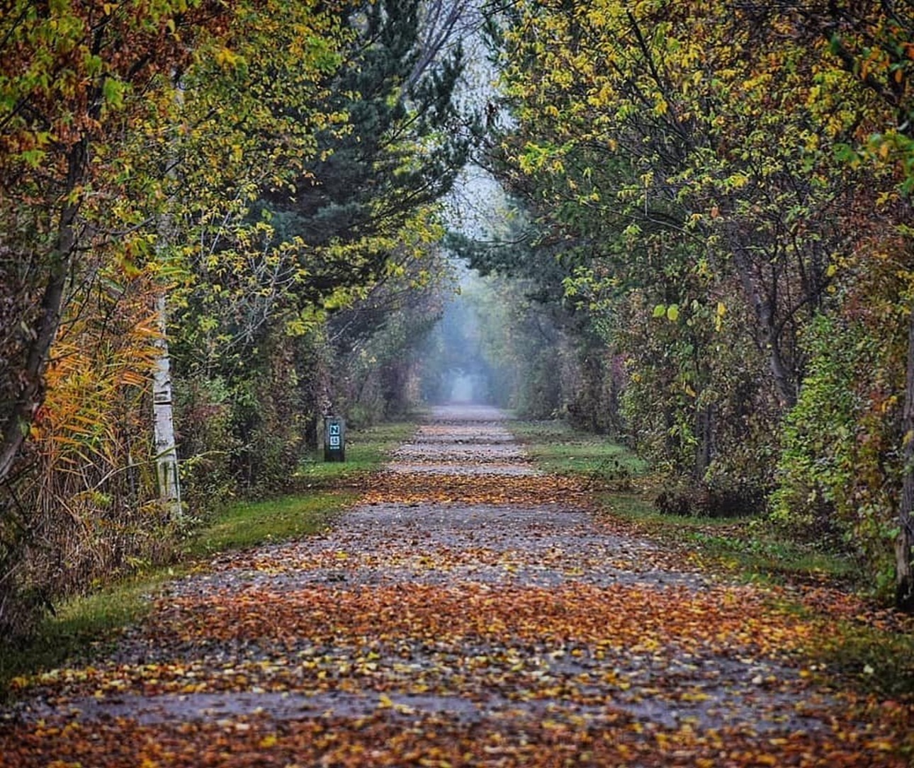 Wadhams to Avoca Trail | Michigan