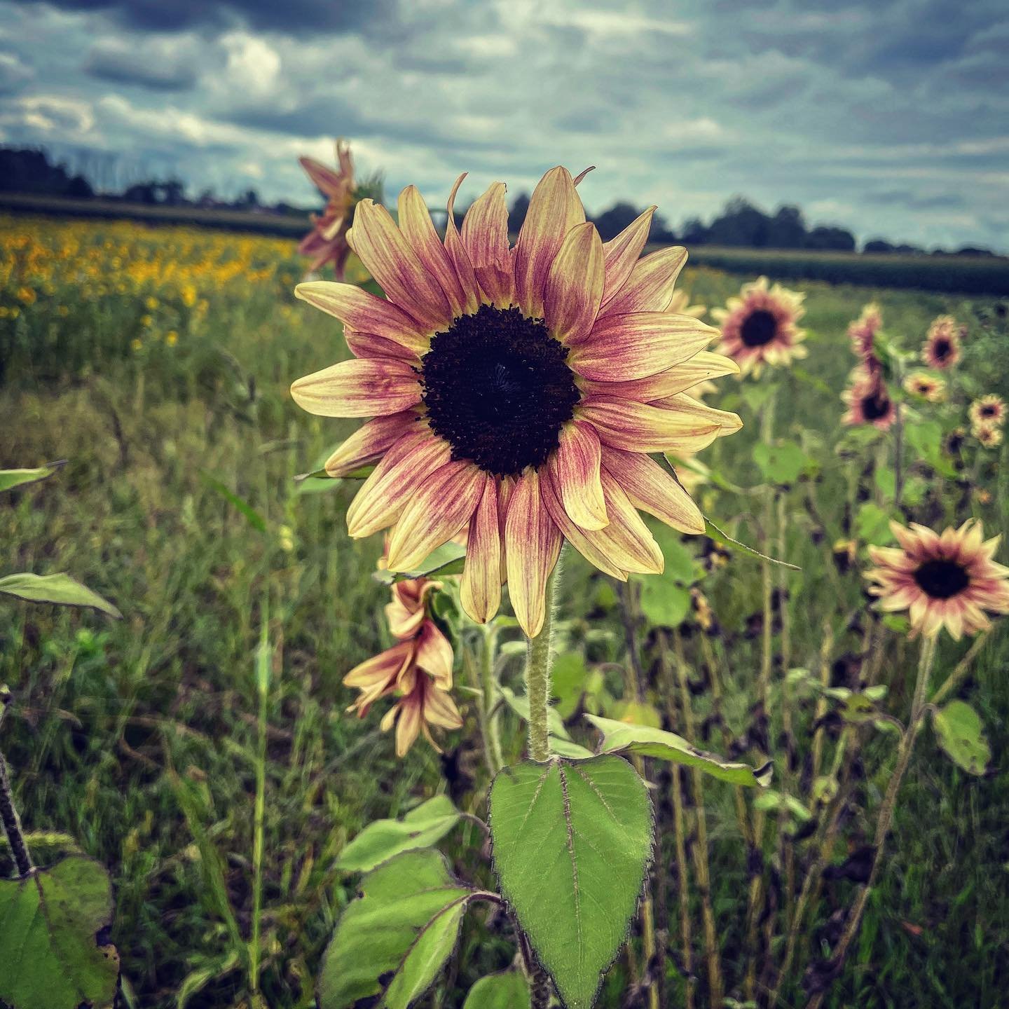 Ed Dunneback & Girls Farm | Michigan