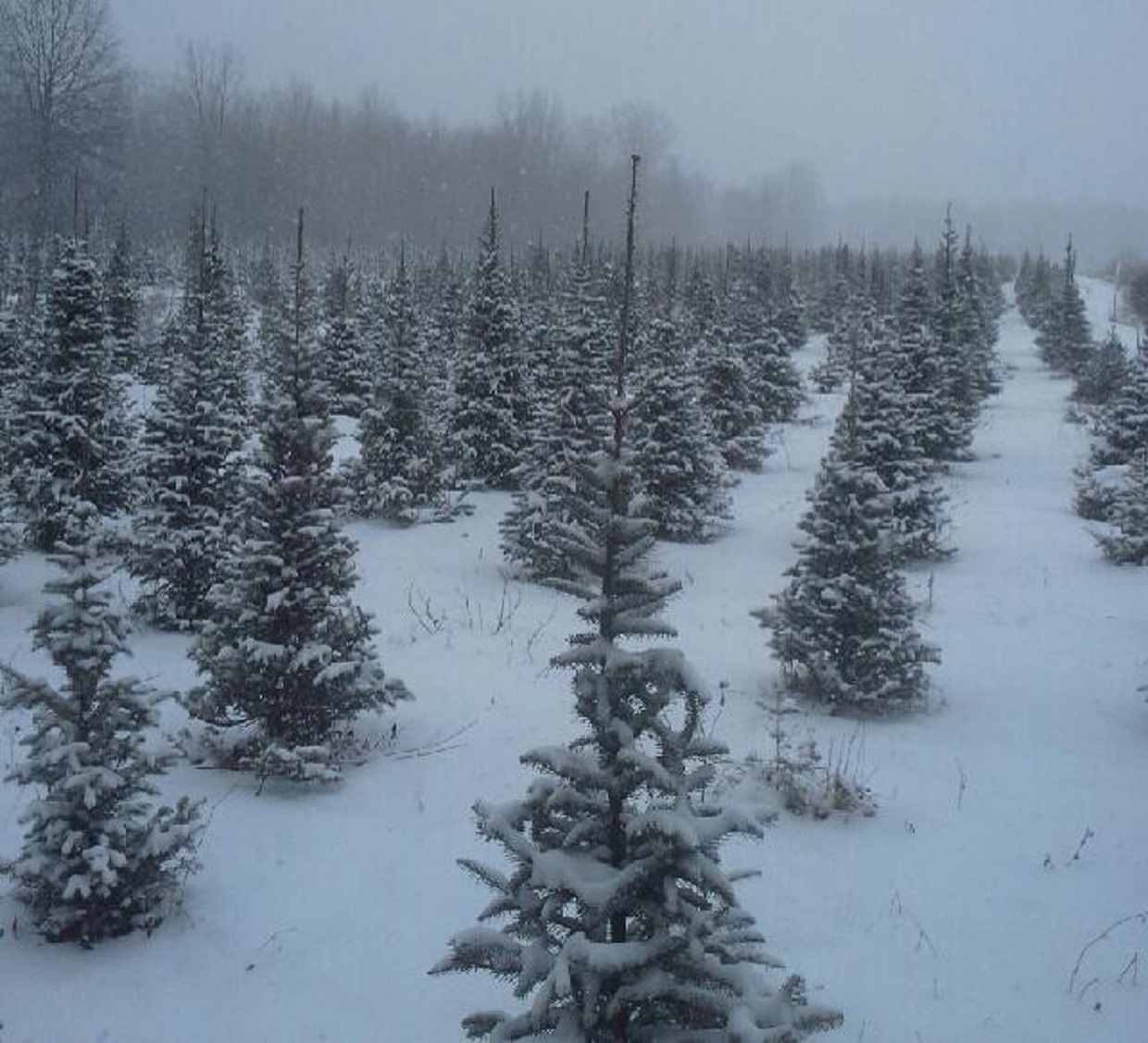 Huron Christmas Farm & Nursery | Michigan