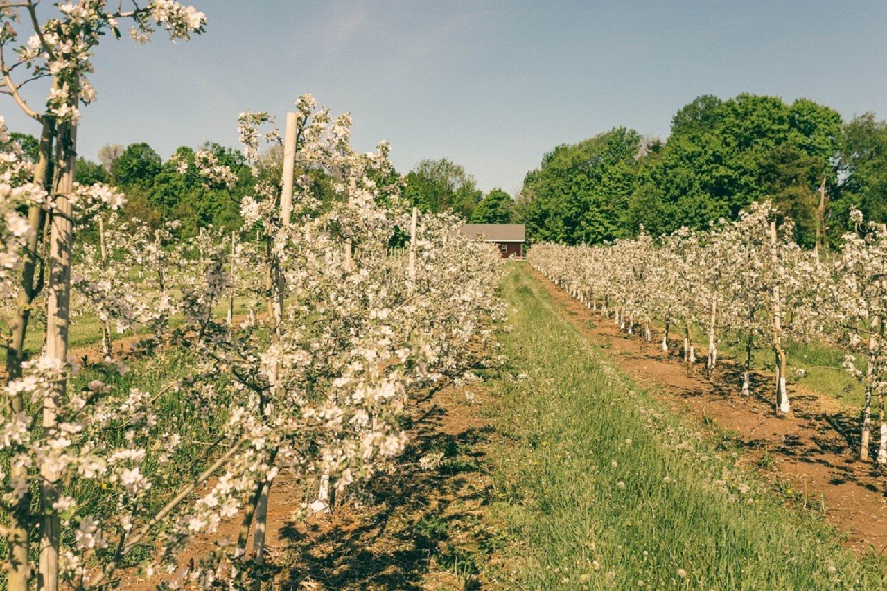 Crane Orchards U-Pick and Corn Maze | Michigan