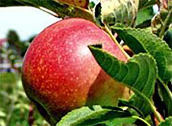 Crane Orchards U-Pick and Corn Maze | Michigan