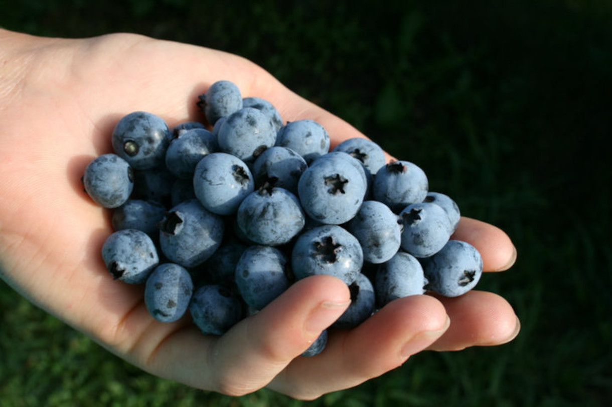 Blueridge Blueberry Farm | Michigan