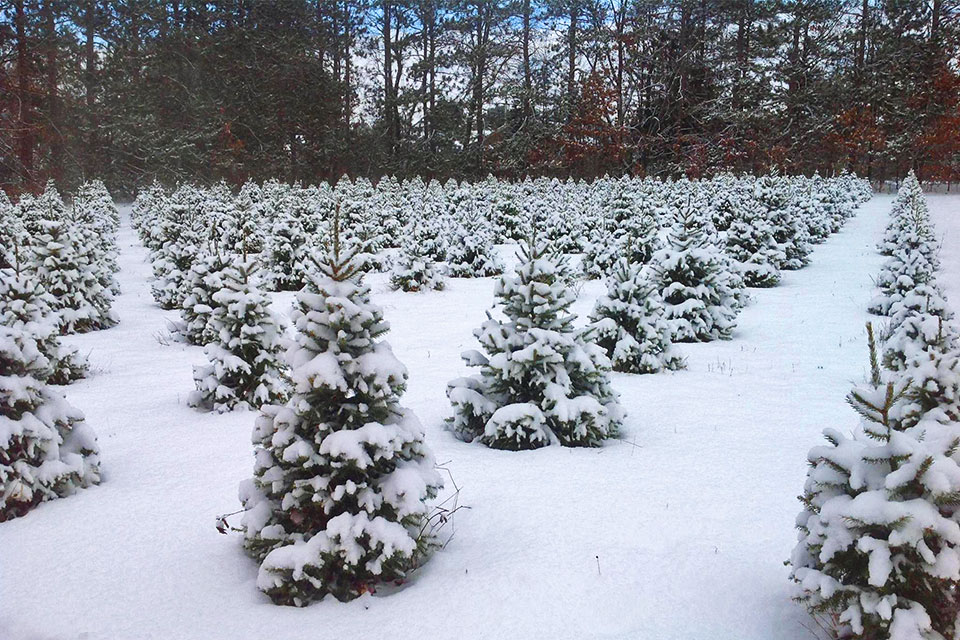 Start a Tradition at These Michigan Christmas Tree Farms | Michigan